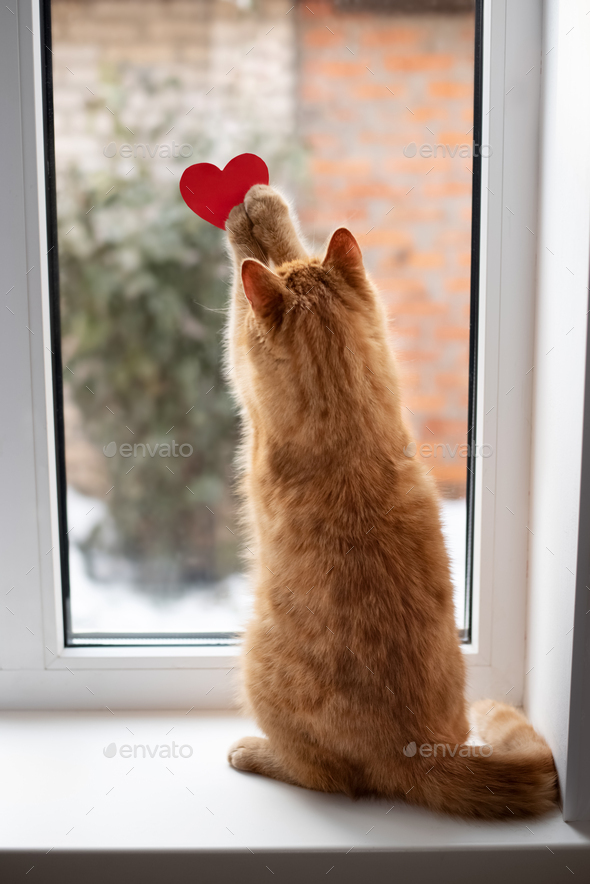 Cat and heart Stock Photo by krushon | PhotoDune