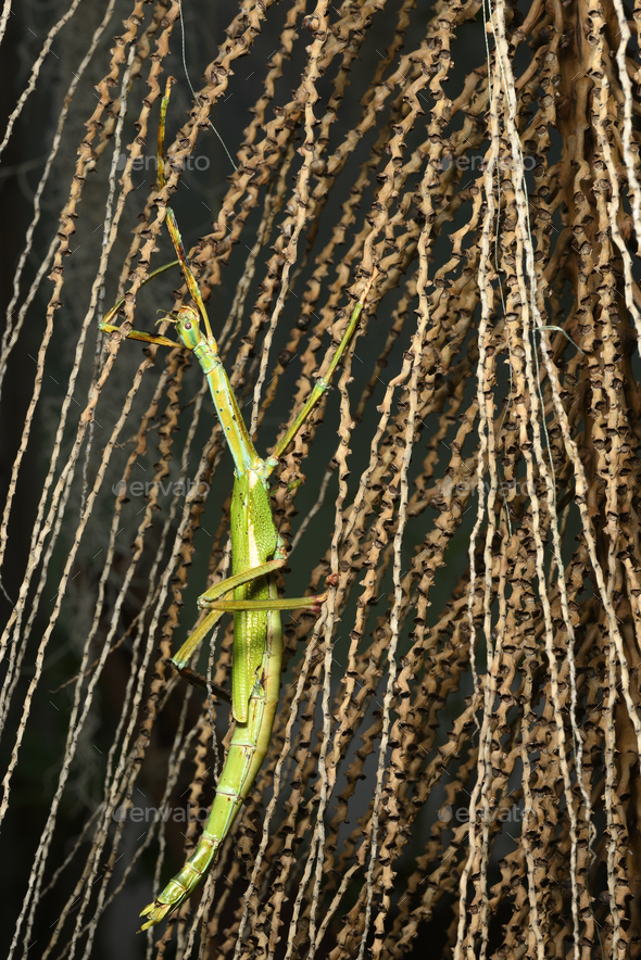 Giant stick insect, large species of Australian stick insect, Stock ...