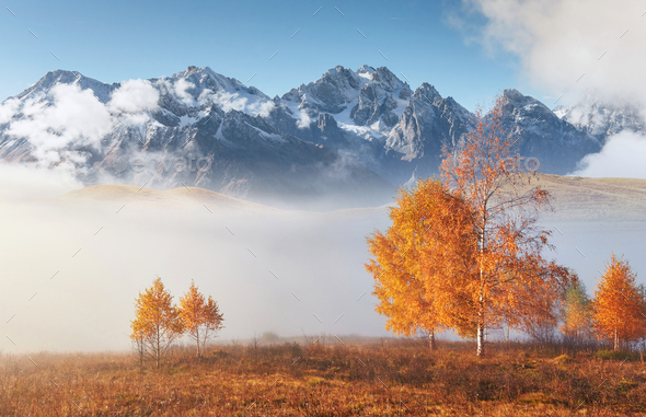 Shiny tree on a hill slope with sunny beams at mountain valley covered ...