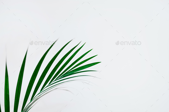 Minimal natural background with green houseplant Stock Photo by nzooo
