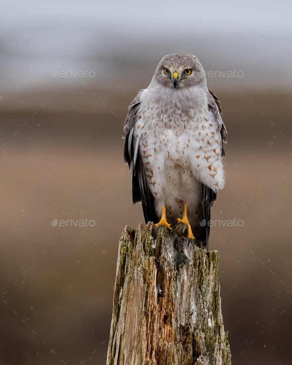 Northern Harrier Hawk Stock Photo by harrycollinsphotography | PhotoDune