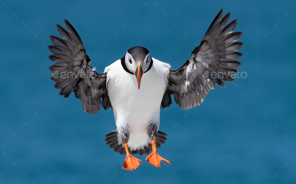 Atlantic Puffin Portrait Stock Photo by harrycollinsphotography | PhotoDune
