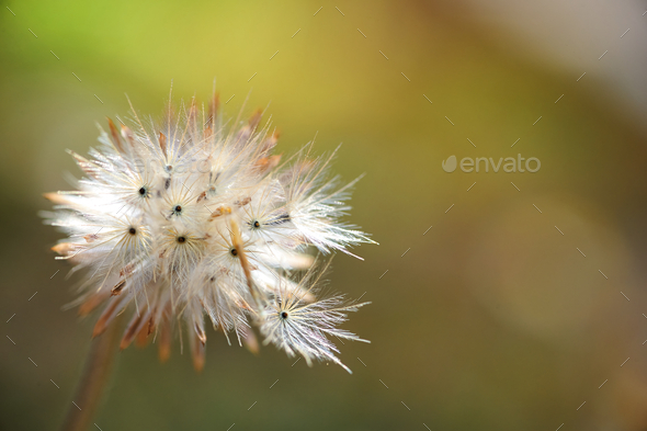 White fluff of flowers that are drying Stock Photo by Studio_OMG ...