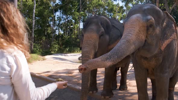 Feeding Friendly Elephants, Stock Footage | VideoHive