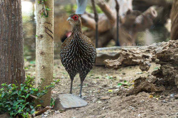 Phasianinae pheasant Stock Photo by thananit_s | PhotoDune