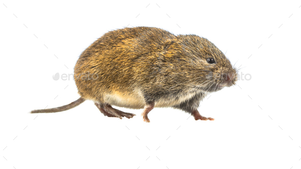 Side view Field vole on white background Stock Photo by CreativeNature_nl