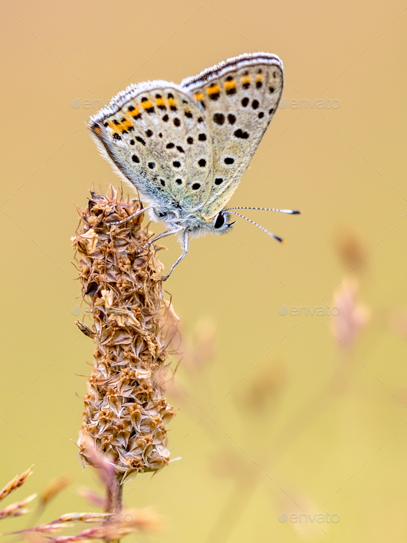 European Butterfly Sooty Copper Stock Photo by CreativeNature_nl ...