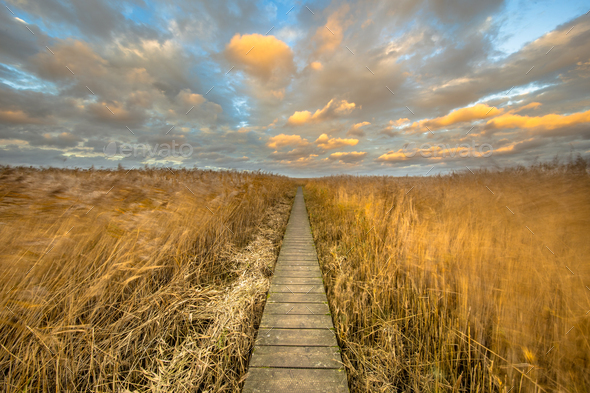 Wooden walkway through tidal marsh Stock Photo by CreativeNature_nl