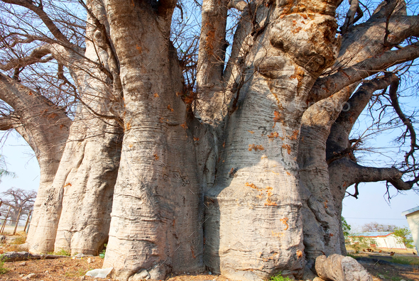 Baobab Stock Photo by Galyna_Andrushko | PhotoDune