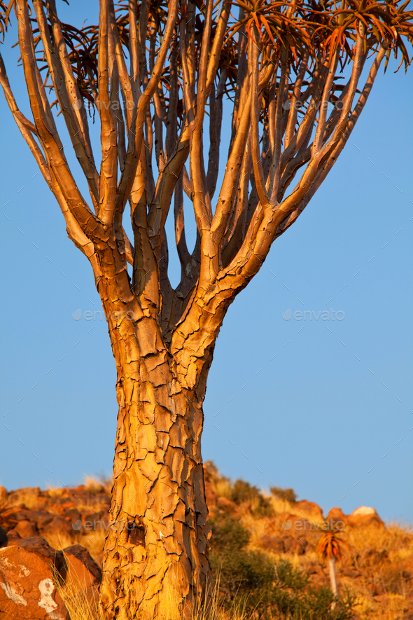 Quiver tree Stock Photo by Galyna_Andrushko | PhotoDune