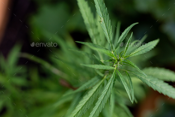 Marijuana growing process. Bush of weed outside under natural light ...