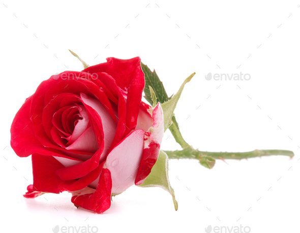 Red rose flower head isolated on white background cutout Stock Photo by ...