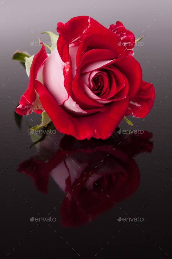 rose flower with reflection on dark surface still life Stock Photo by ...