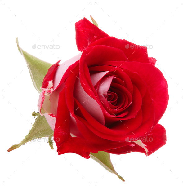 Red rose flower head isolated on white background cutout Stock Photo by ...
