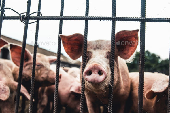 Pig on the farm. Bad conditions, pets Stock Photo by serbogachuk ...