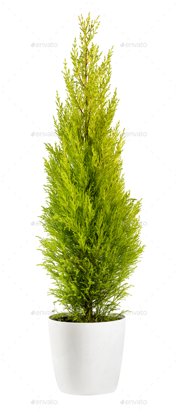 Cupressus wilma goldcrest in a flowerpot isolated on white Stock Photo ...