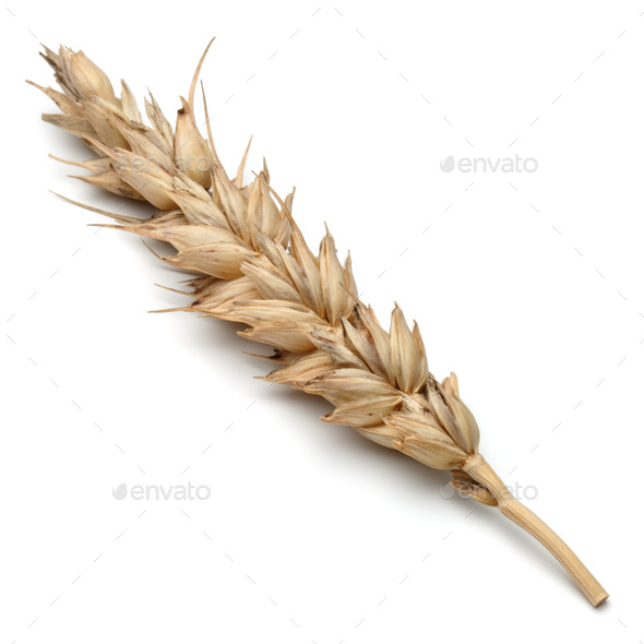 wheat ear isolated on white background cutout Stock Photo by natika