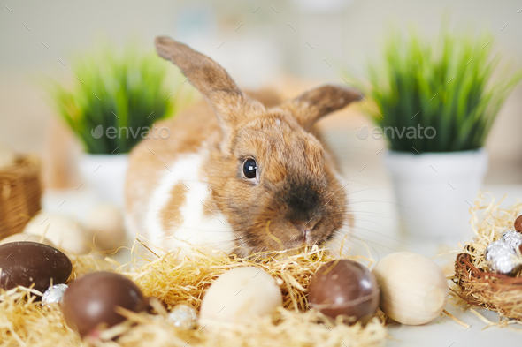 Bunny and chocolate eggs Stock Photo by Pressmaster | PhotoDune