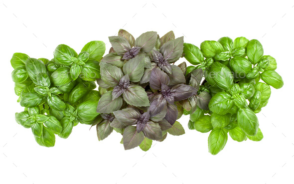 Varieties of basil border arrangement isolated on white background ...