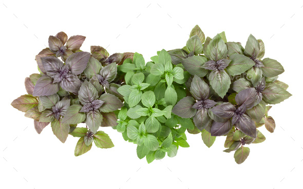 Varieties of basil border arrangement isolated on white background ...