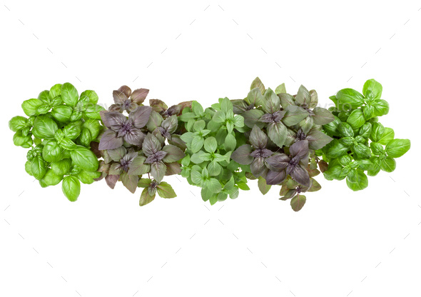 Varieties of basil border arrangement isolated on white background ...