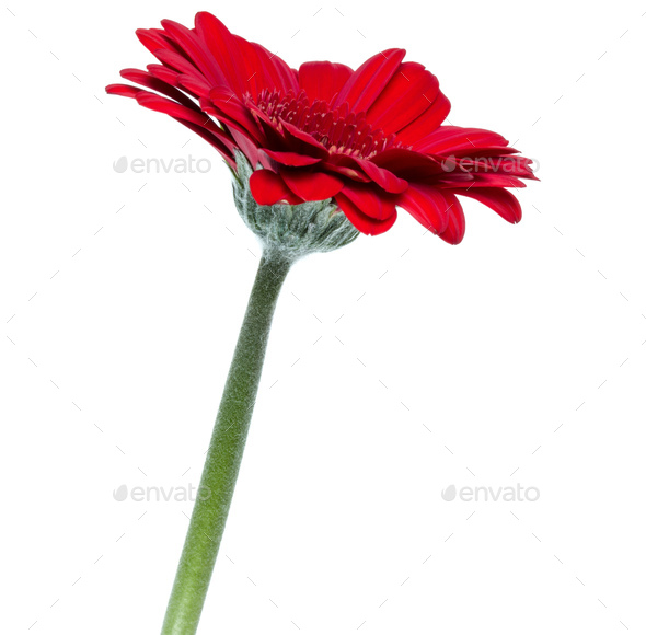 Vertical red gerbera flower with long stem isolated on white background ...