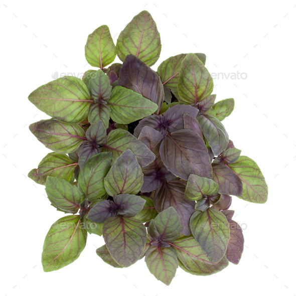 Fresh sweet red Dark Opal basil bouquet isolated on white background ...