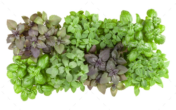 Varieties of basil border arrangement isolated on white background ...