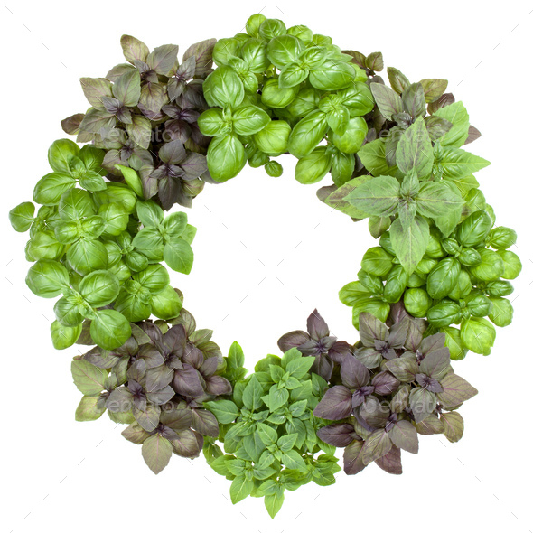 Varieties of basil round frame arrangement isolated on white background ...