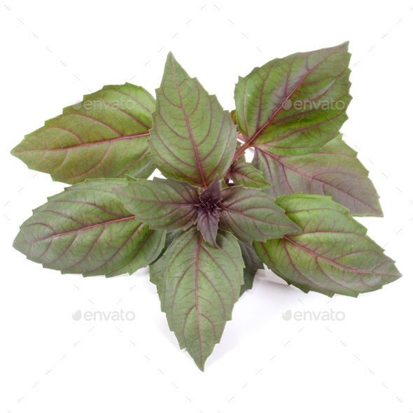 Red basil herb leaves isolated on white background. Dark opal basil ...