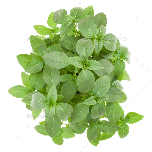 Fresh Thai basil herbs bouquet isolated on white background cutout. Top ...