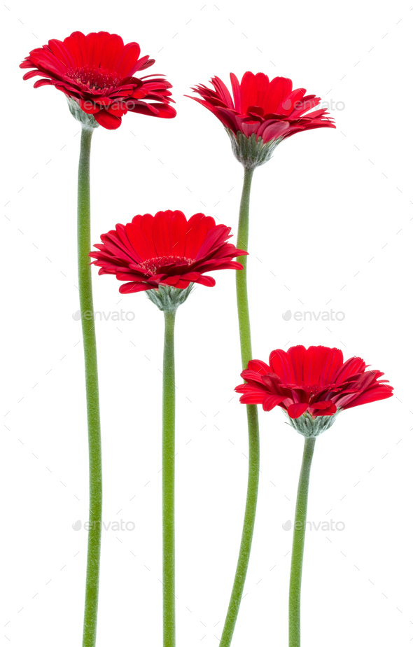 Vertical red gerbera flowers with long stem isolated over white ...