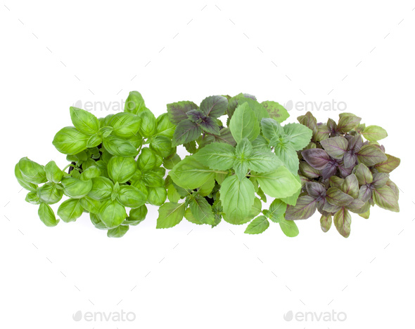 Varieties of basil border arrangement isolated on white background ...