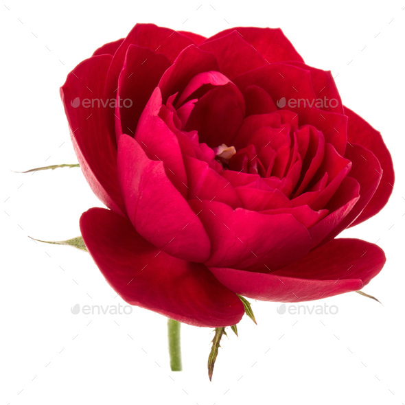 one red rose flower head isolated on white background cutout Stock ...