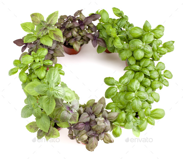 Varieties of basil round frame arrangement isolated on white background ...