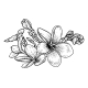 Plumeria Frangipani Tropical Bali Flower Drawing, Vectors | GraphicRiver