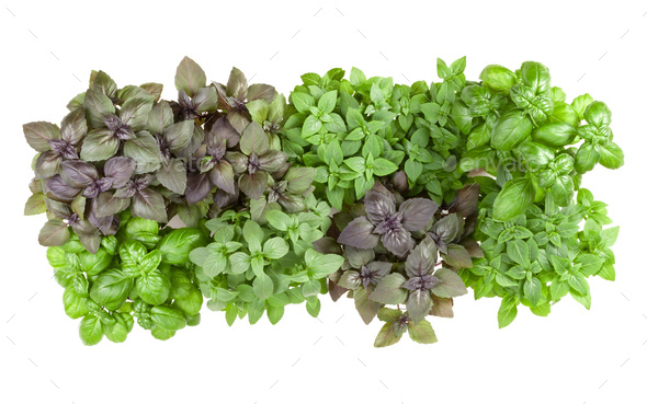 Varieties of basil border arrangement isolated on white background ...