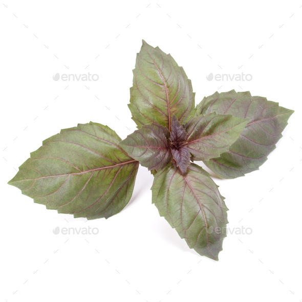 Red basil herb leaves isolated on white background. Dark opal basil ...
