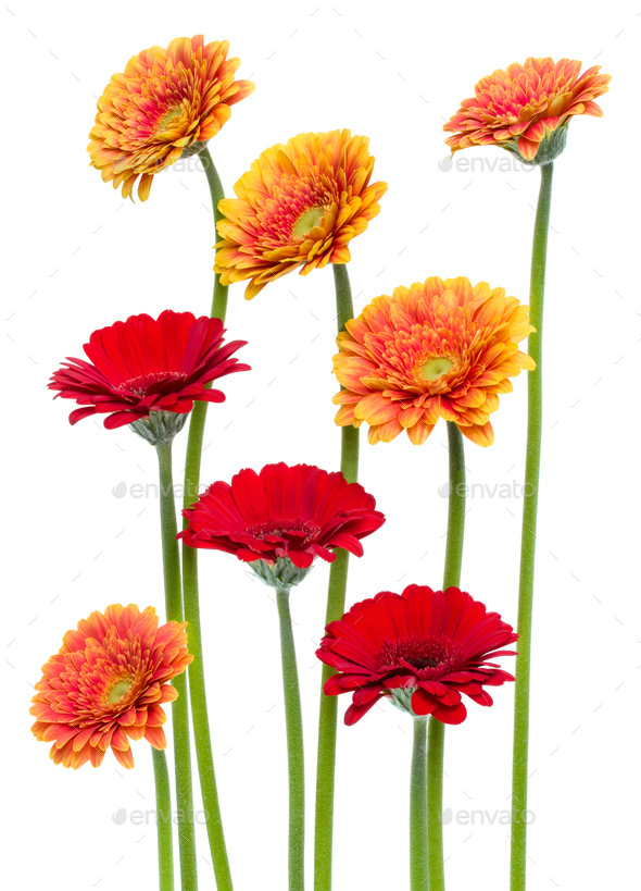 Vertical gerbera flowers with long stem isolated on white background ...