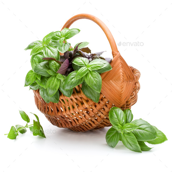 Sweet basil herb leaves bunch in wicker basket isolated on white ...