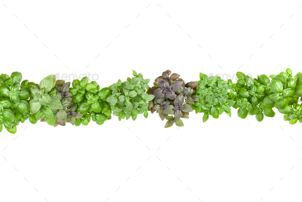 Varieties of basil border arrangement isolated on white background ...