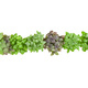 Varieties of basil border arrangement isolated on white background ...