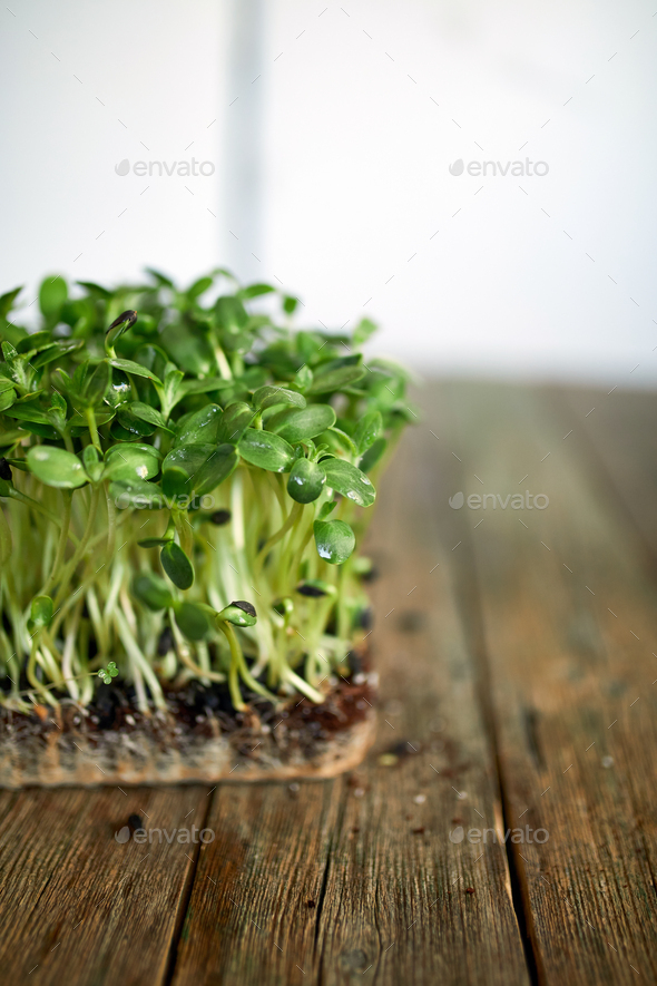 Microgreens sunflower on wooden background, Vegan micro sunflower ...