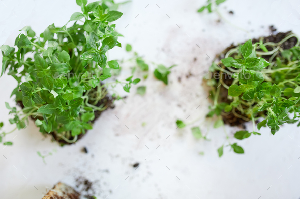 Microgreens basil on white background, Vegan micro sunflower greens ...