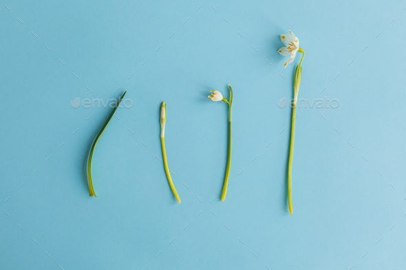 Process of development of a flower from leaves to bud and bloom. Hello ...