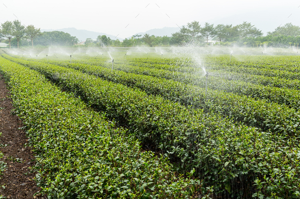 Tea farm in TaiTung, TaiWan Stock Photo by leungchopan | PhotoDune