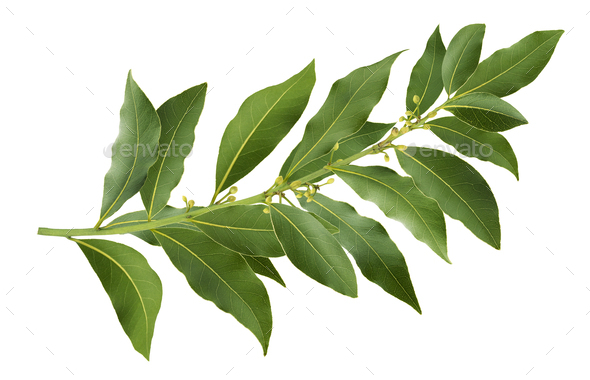 Fresh bay leaves branch isolated on white background Stock Photo by xamtiw