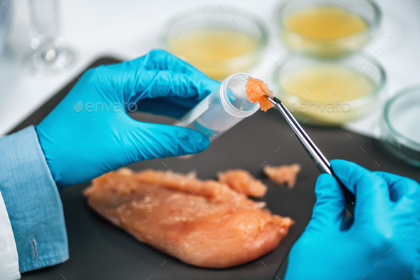 Food Safety Inspector Searching For Presence of Pathogens in Raw ...