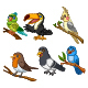 Set of Six Exotic Tropical Birds Cartoon by tigatelu | GraphicRiver