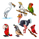 Set of Seven Cartoon Birds Character by tigatelu | GraphicRiver